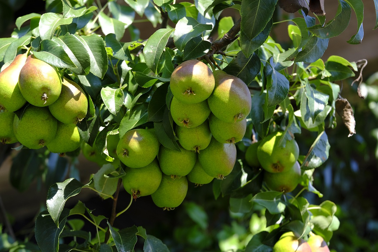 How to Properly Prune a Bradford Pear Tree