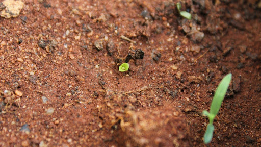American Holly Tree Seeds: Planting & Growing Guide